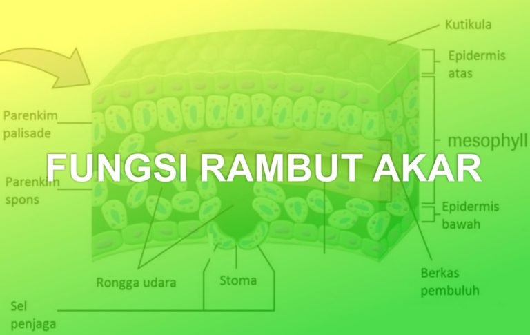 Fungsi Rambut Akar - Matob