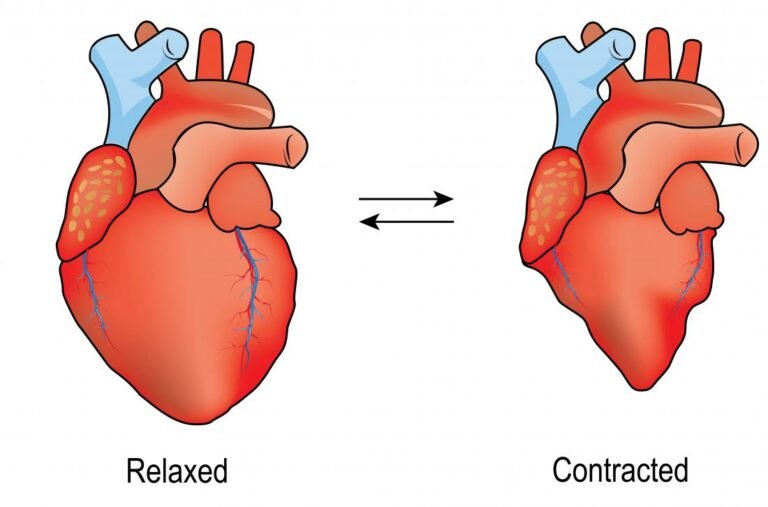 Exploring The Mechanics Of The Heart: Understanding The Two Methods Of ...